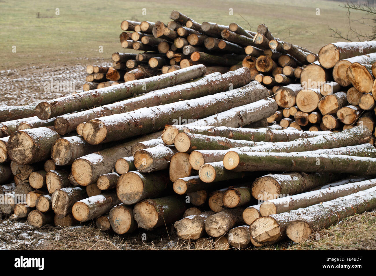 A view of huge stacks of logs piled high at a lumber factory Stock ...