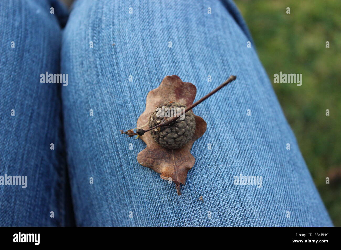 Acorn top hi-res stock photography and images - Alamy