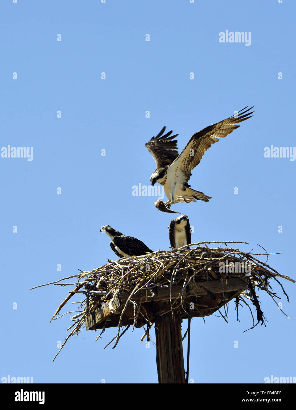 An Osprey bring a fish home to two almost fully grown chicks. The nest ...