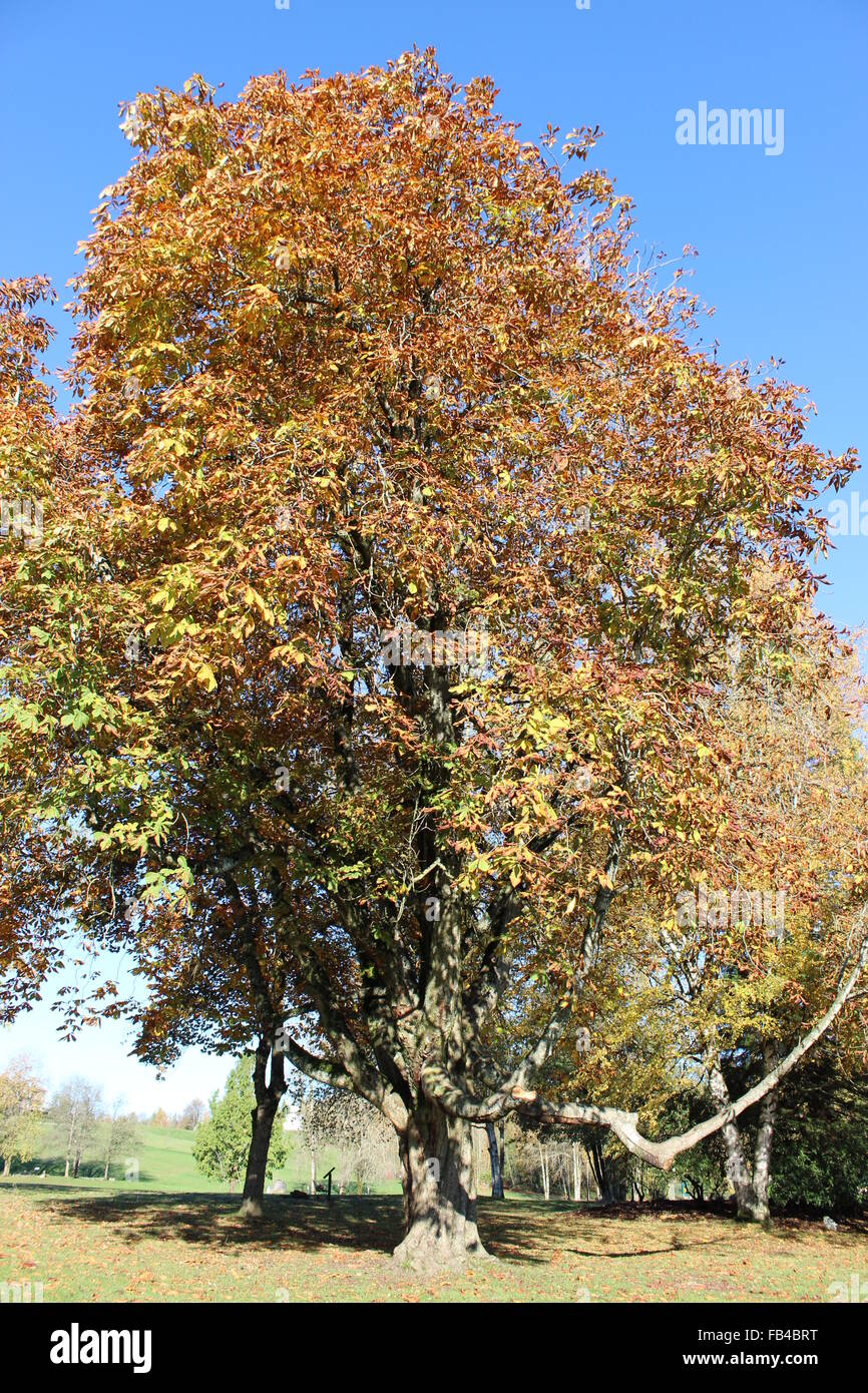 Old maple tree hi-res stock photography and images - Alamy