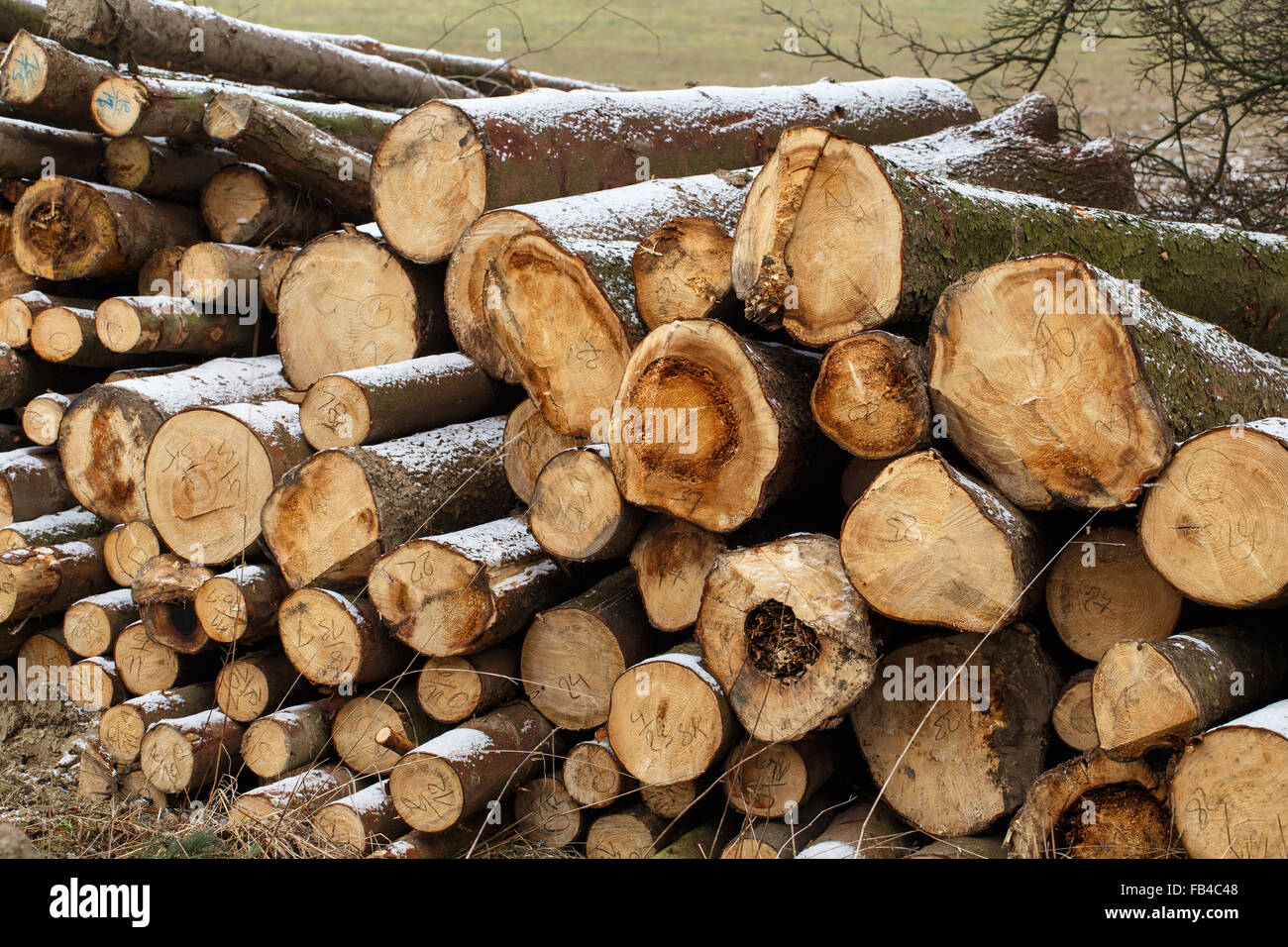 A view of huge stacks of logs piled high at a lumber factory Stock ...