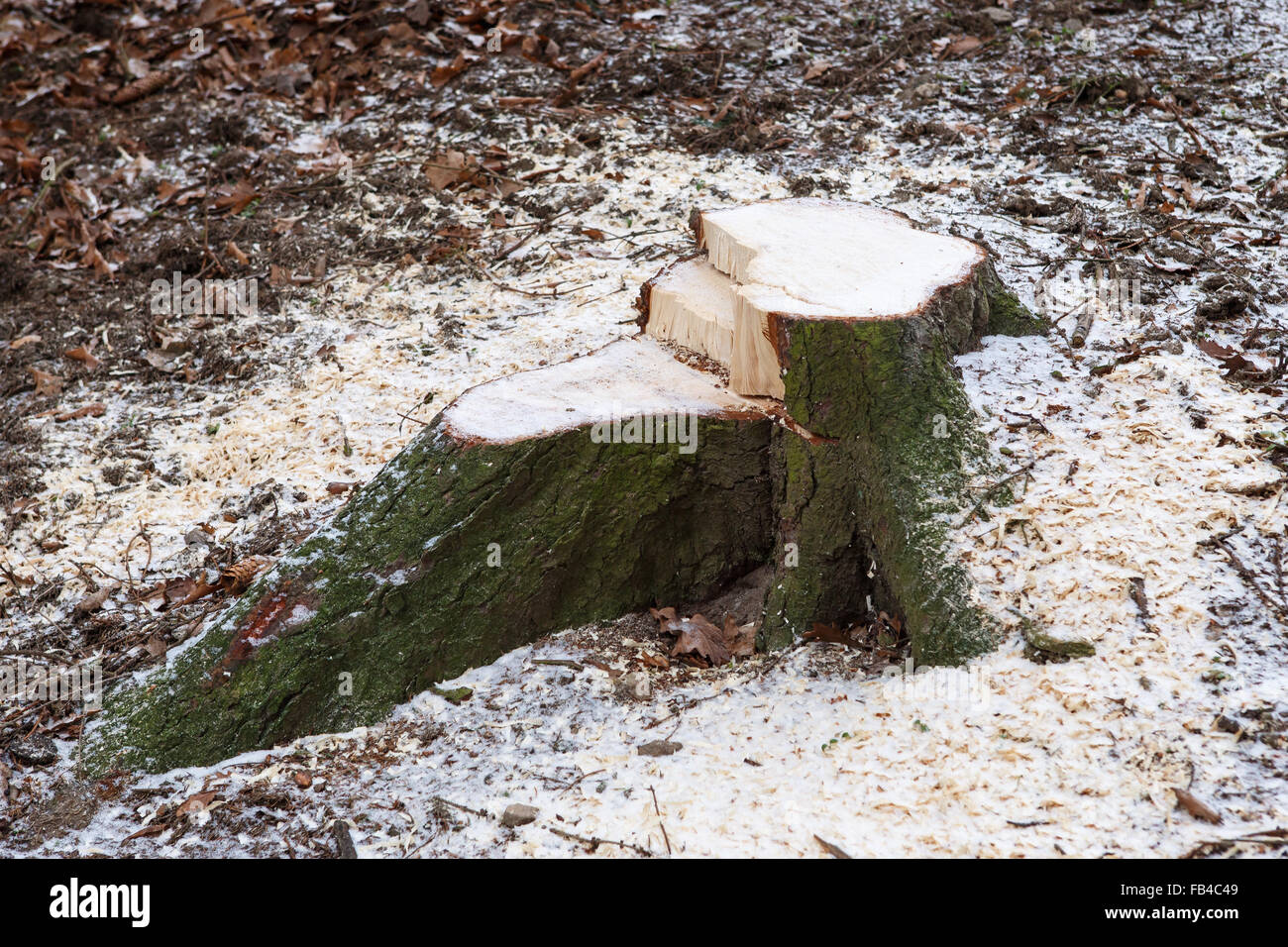 Stump in the forest. After felling a tree stump Stock Photo - Alamy