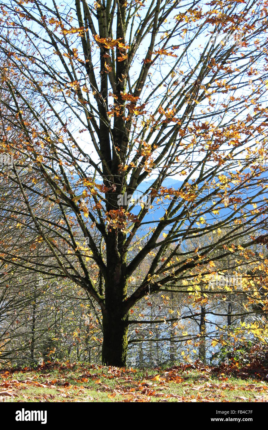 Big maple tree hi-res stock photography and images - Alamy