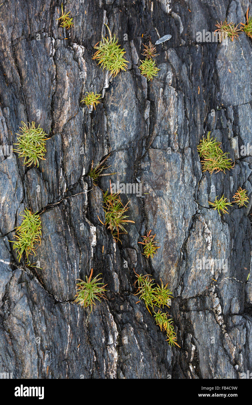 Botany Beach, Pacific Rim Nationalpark, Vancouver Island, British ...