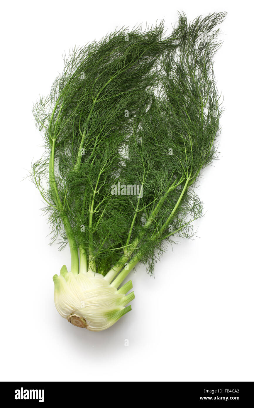 fresh finocchio, florence fennel bulb isolated on white background ...