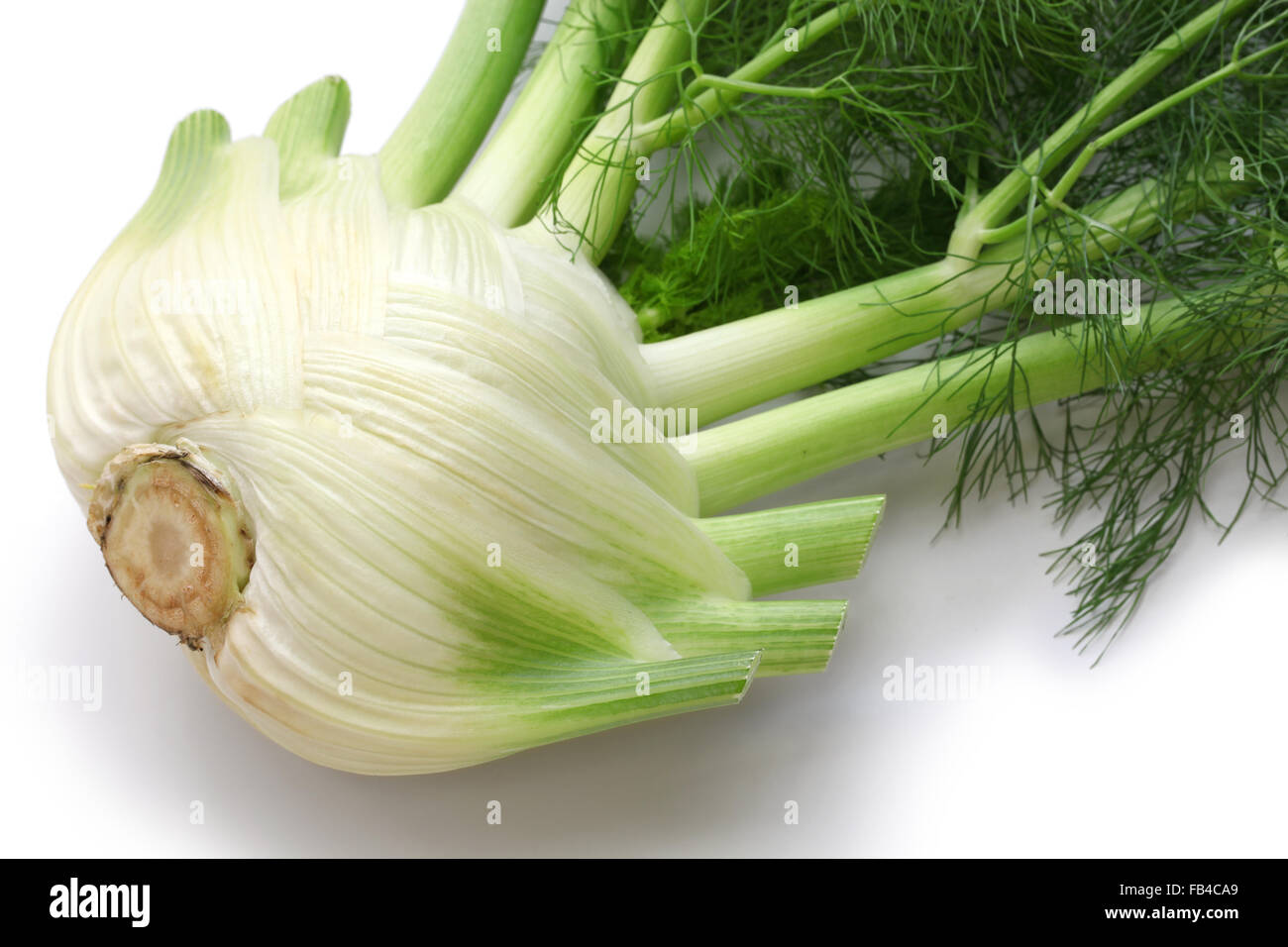 fresh finocchio, florence fennel bulb isolated on white background ...