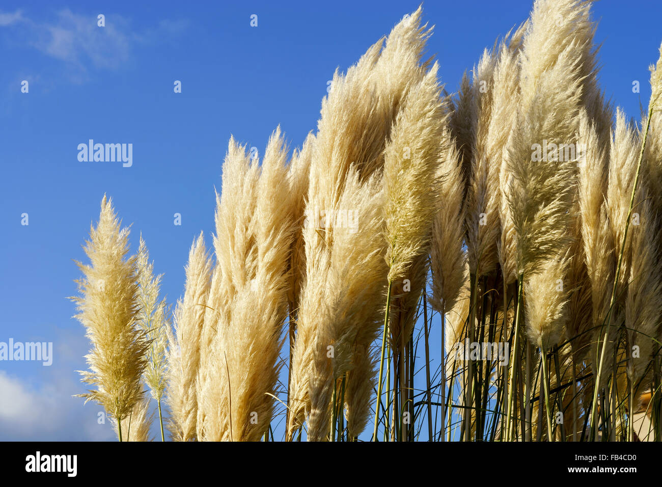 Downy spikes on the autumnal sun, season specific Stock Photo - Alamy