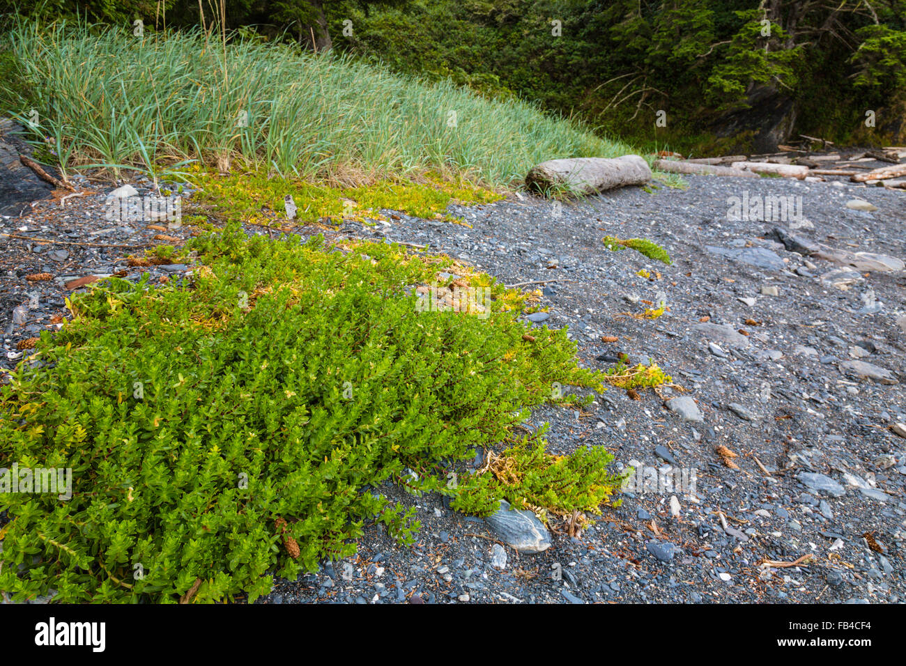 Botany Beach, Pacific Rim Nationalpark, Vancouver Island, British ...