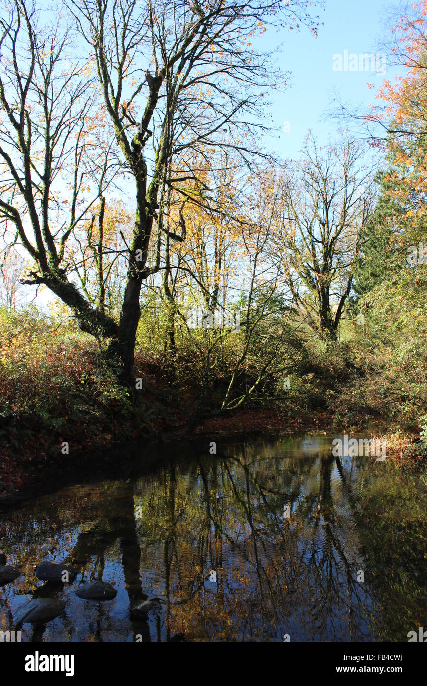 Tall and short trees silhouette hi-res stock photography and images - Alamy