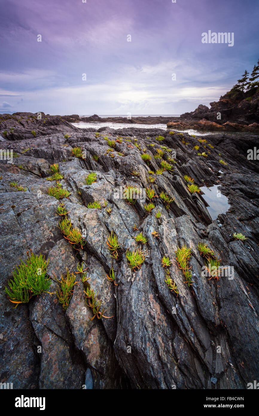 Botany Beach, Pacific Rim Nationalpark, Vancouver Island, British ...