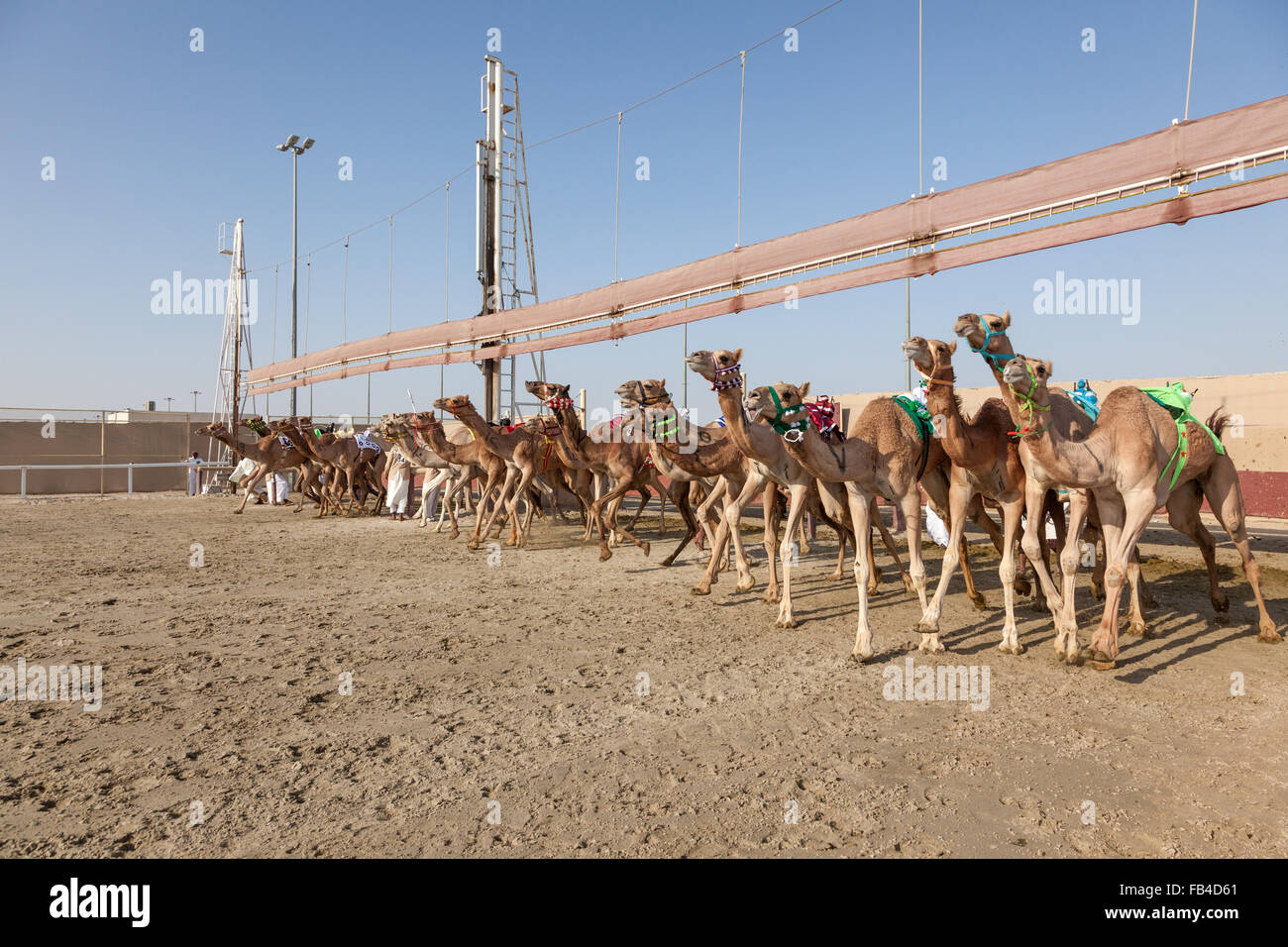 Camel race in Doha, Qatar Stock Photo - Alamy