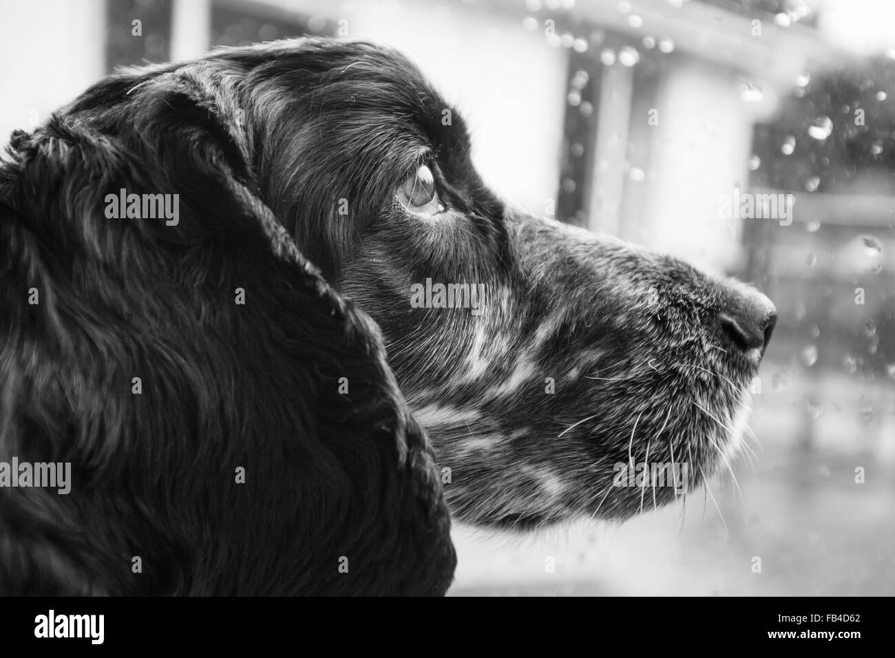 Rainy nose hi-res stock photography and images - Alamy