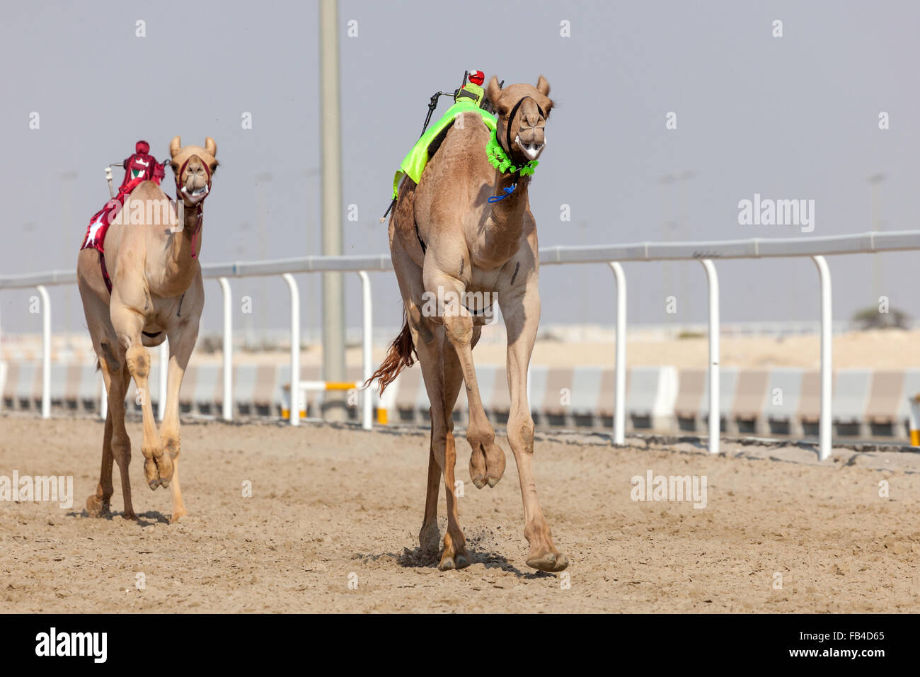 Camels in desert qatar middle hi-res stock photography and images - Alamy