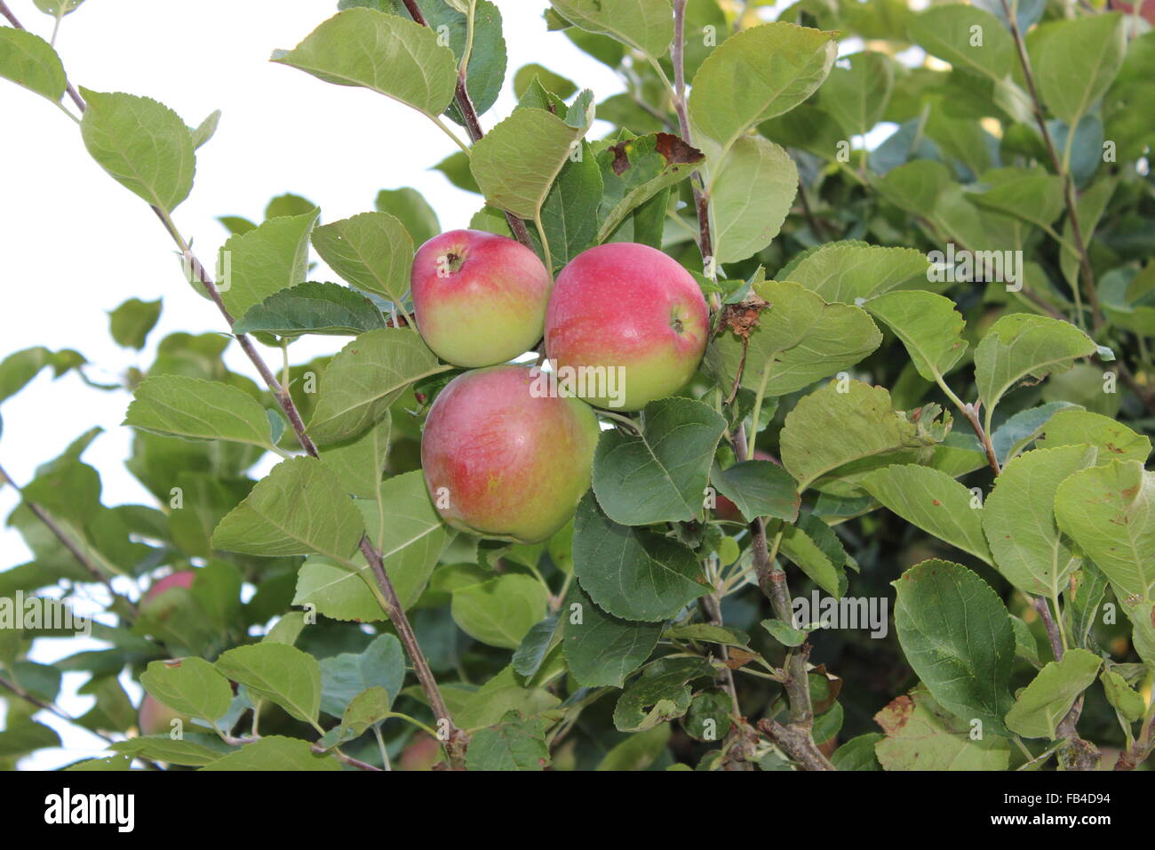 High contrast apples hi-res stock photography and images - Alamy