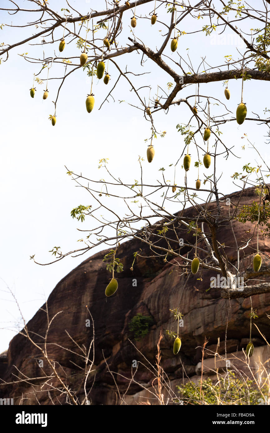 Breadfruit tree africa hi-res stock photography and images - Alamy