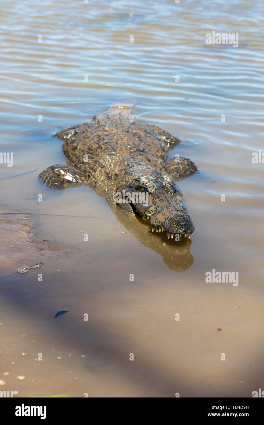 Sabou hi-res stock photography and images - Alamy