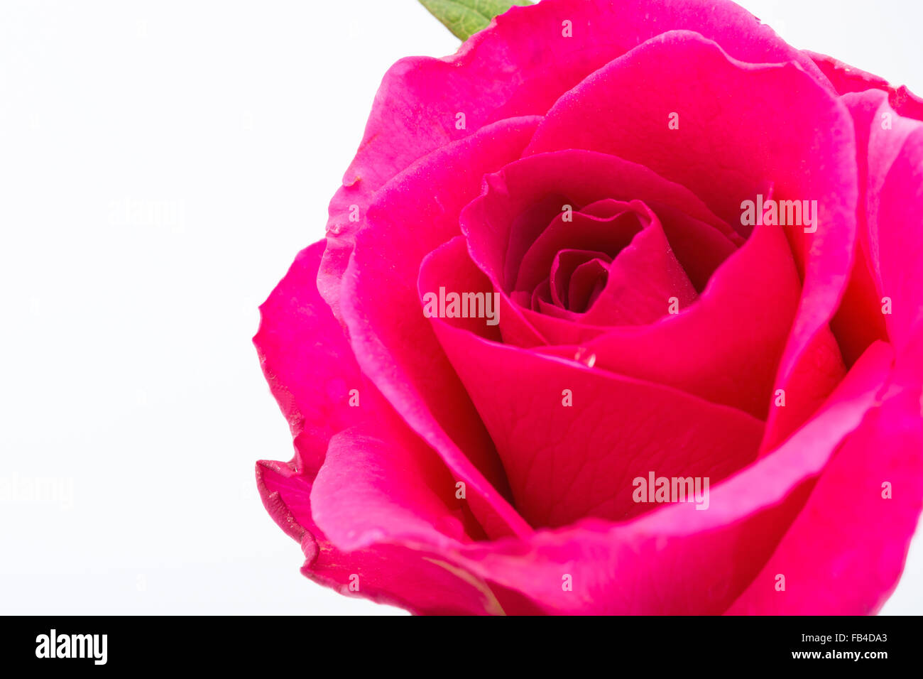 Pink Rose flower on white background Stock Photo - Alamy
