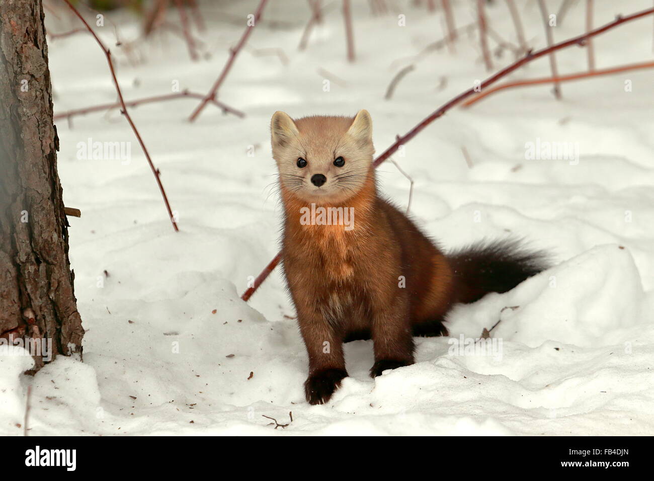 American marten snow canada hi-res stock photography and images - Alamy