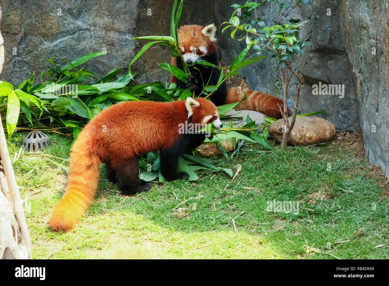 Two cute red pandas eating bamboo Stock Photo - Alamy
