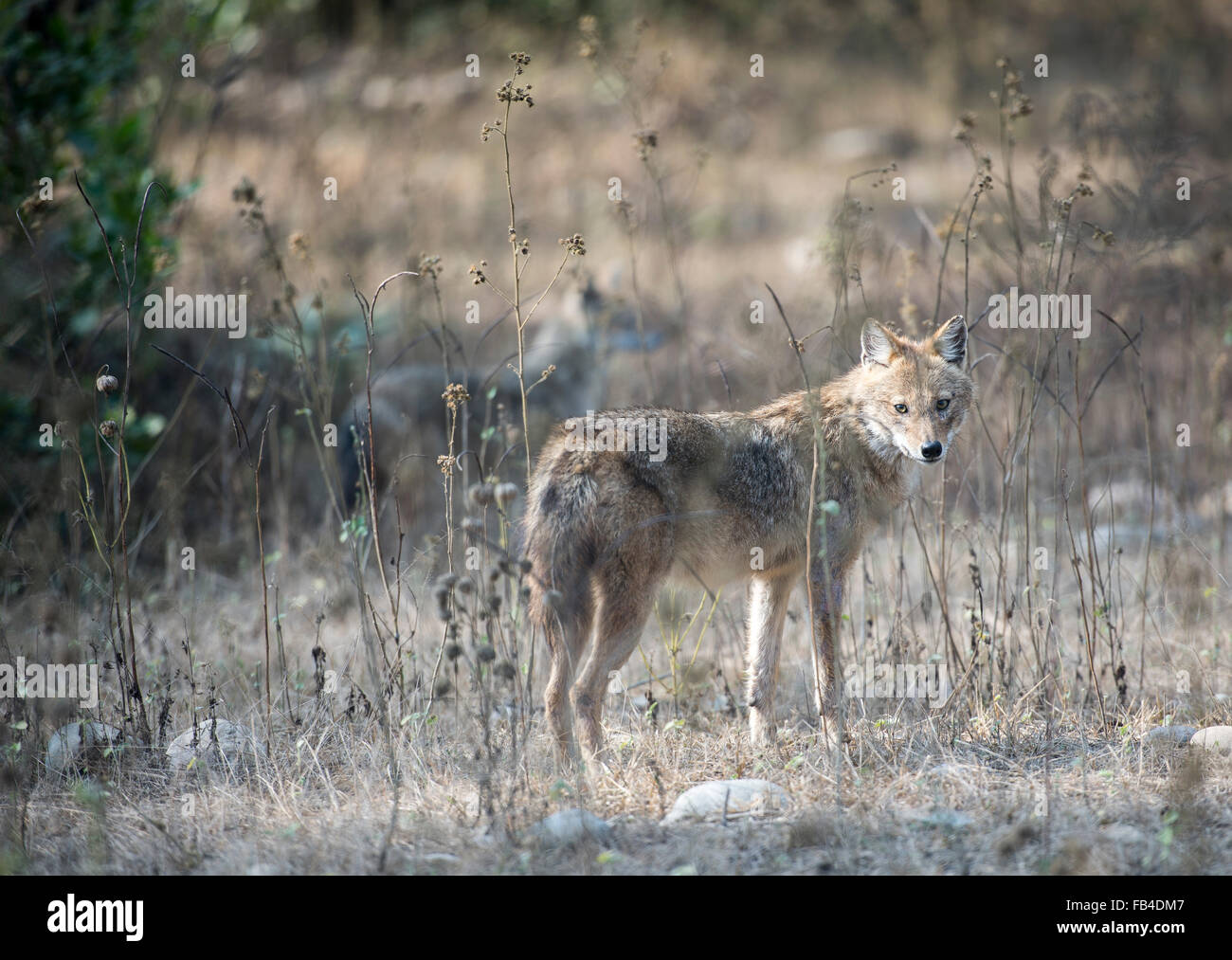 a pair of jackals Stock Photo - Alamy