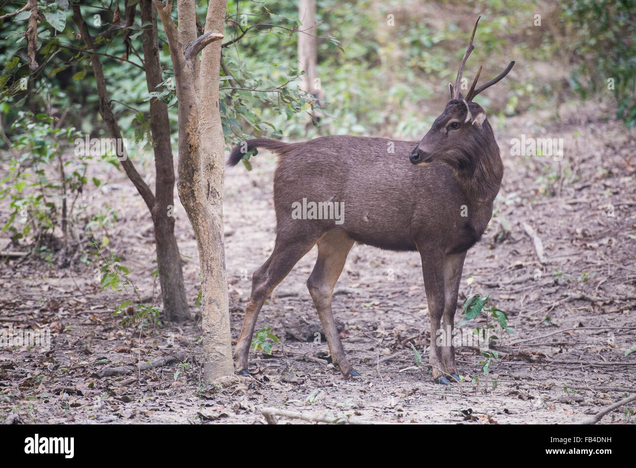 Sambhar hi-res stock photography and images - Alamy