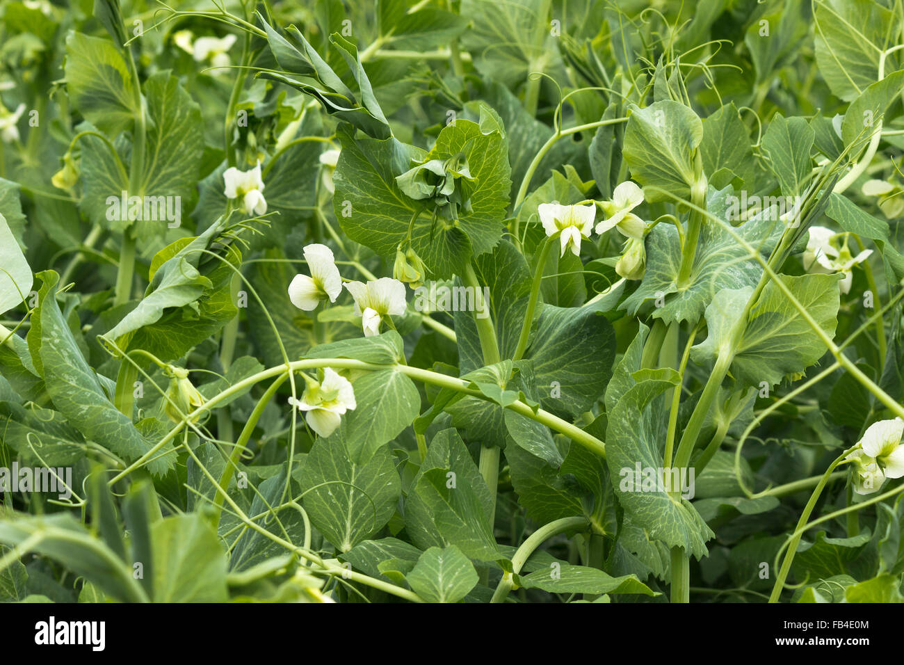 Peas on the field - natural background Stock Photo - Alamy