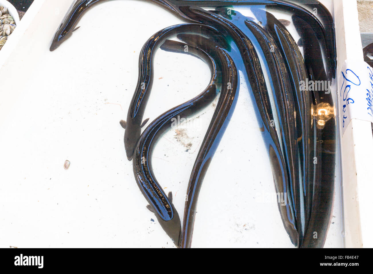 capitone, a species of anguilla sold in Christmas market i Naples ...