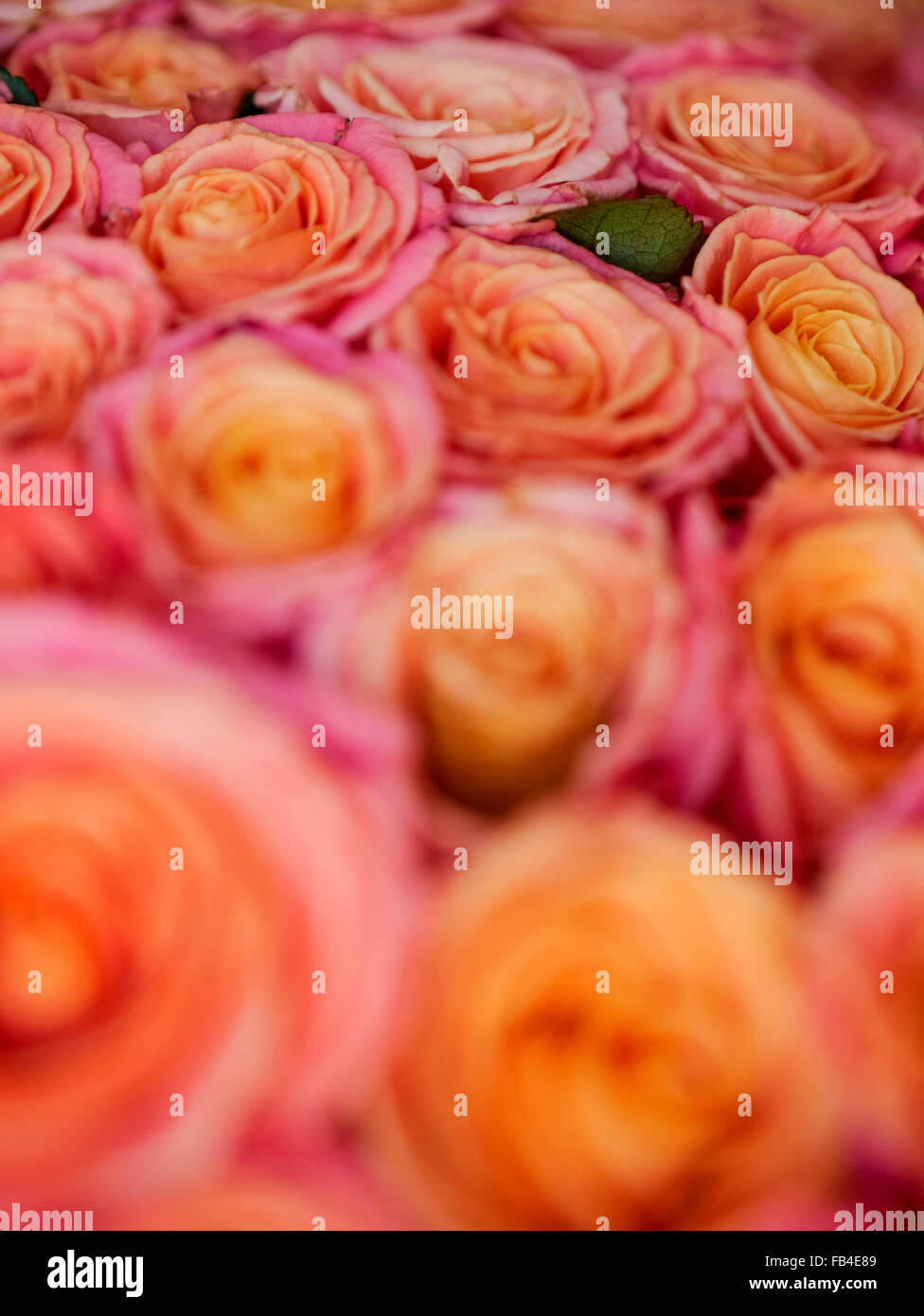 a lot of beautiful orange roses. Shallow DOF Stock Photo - Alamy
