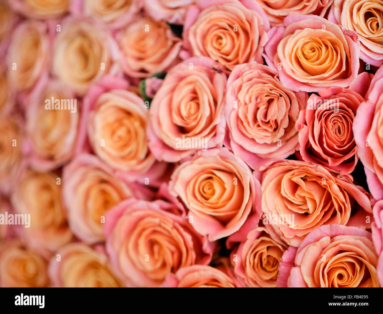 a lot of beautiful orange roses. Shallow DOF Stock Photo - Alamy