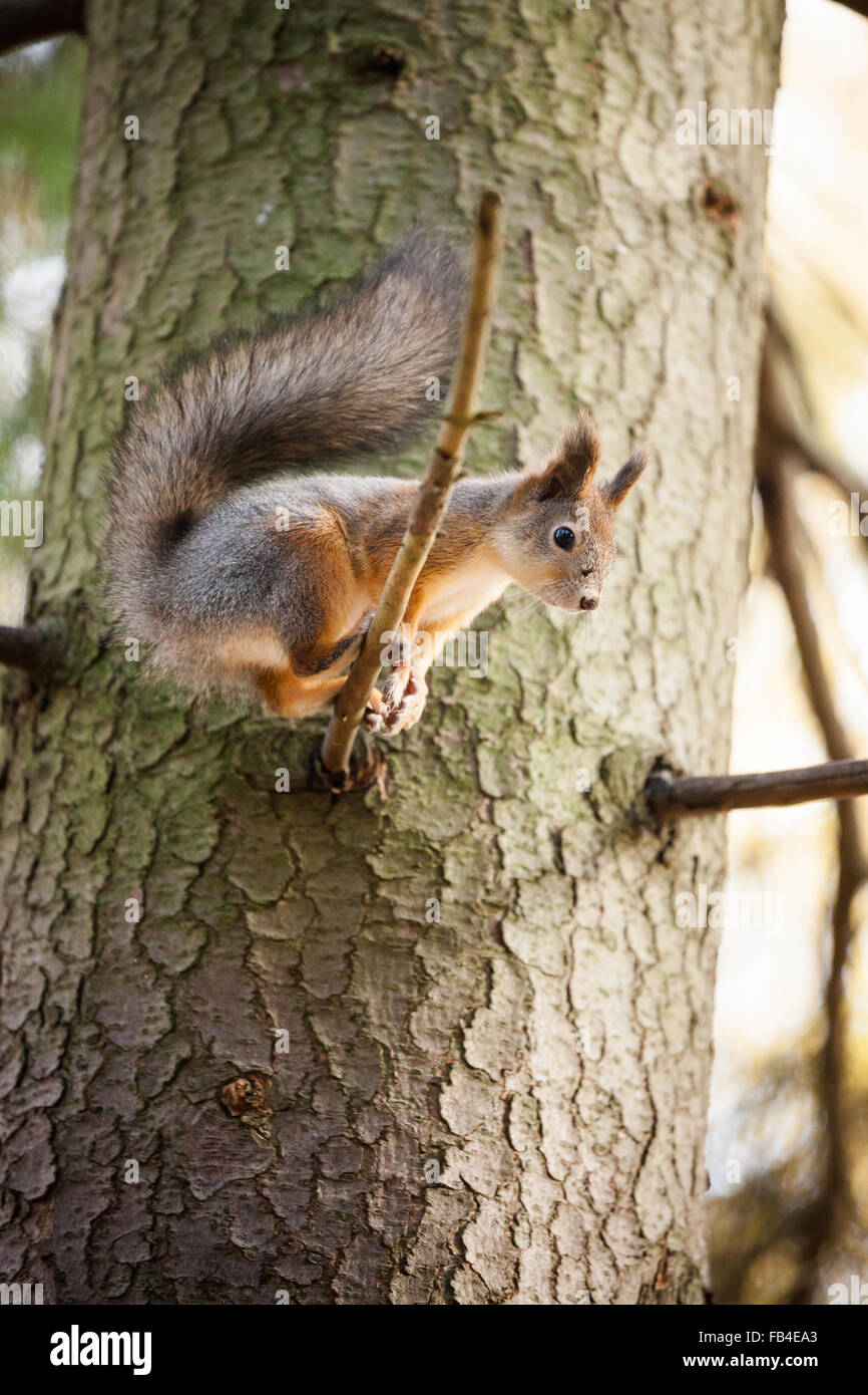 Eurasian red squirrel in the tree Stock Photo - Alamy