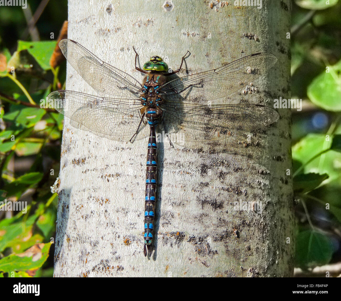 Four winged insect hi-res stock photography and images - Alamy