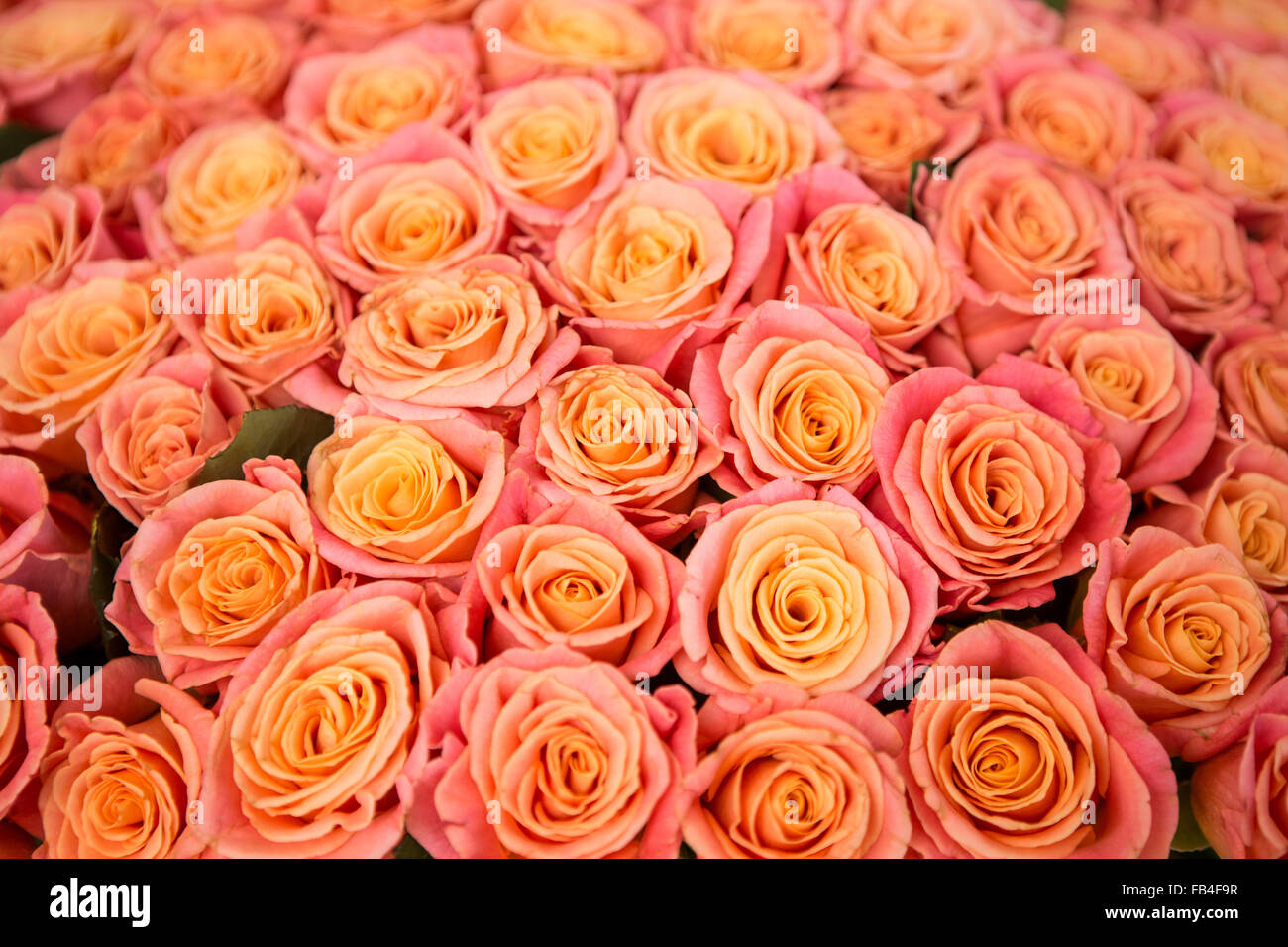 a lot of beautiful orange roses. Shallow DOF Stock Photo - Alamy