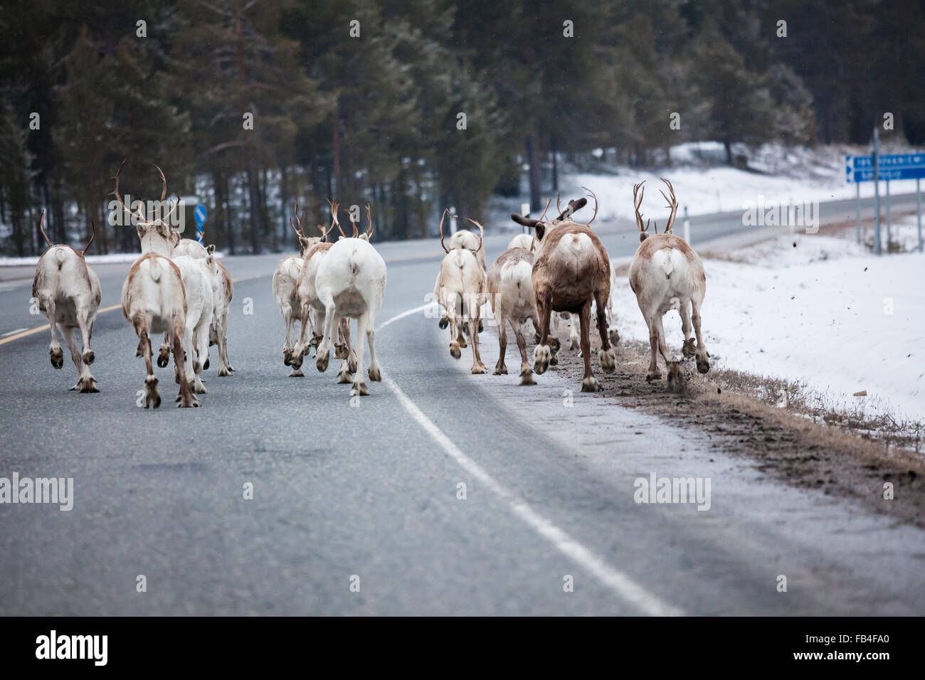 Reindeer road finland hi-res stock photography and images - Alamy
