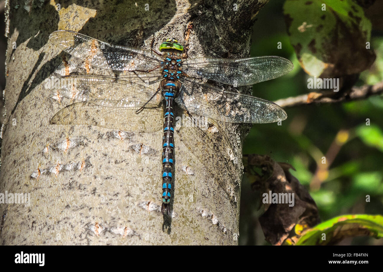 Blue ringed dragonfly resting on a tree trunk in sunlight Stock Photo ...