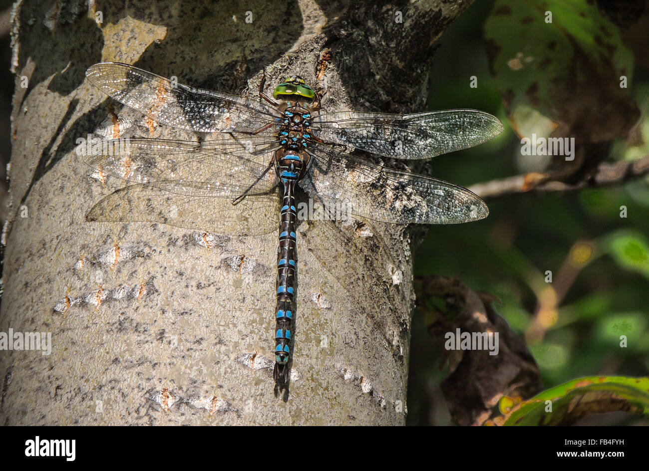 Blue ringed dragonfly resting on a tree trunk in sunlight Stock Photo ...