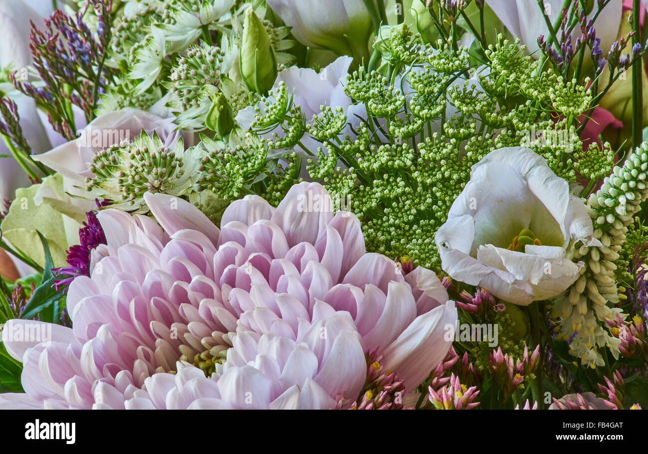 Cut flowers close up Stock Photo - Alamy