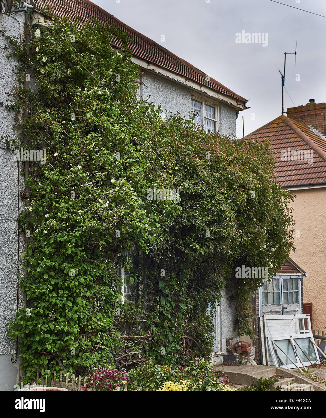 Green wall climbing vegetation Stock Photo - Alamy