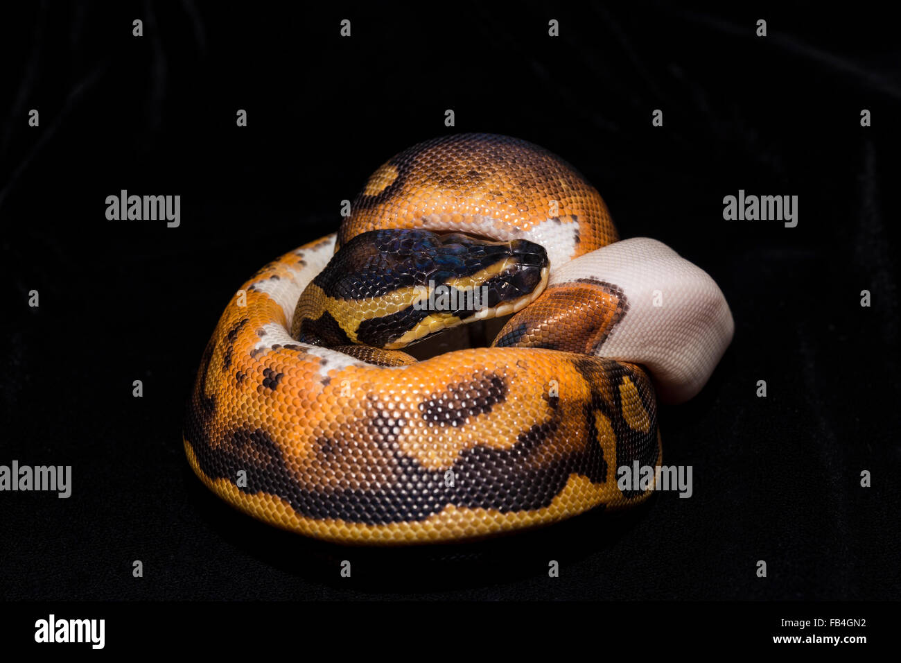 Royal Ball Python, Piebald color mutation. Isolated on black velvet ...