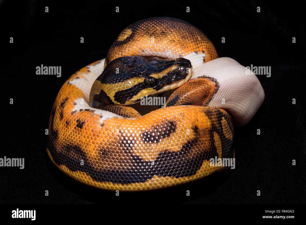 Royal Ball Python, Piebald color mutation. Isolated on black velvet ...