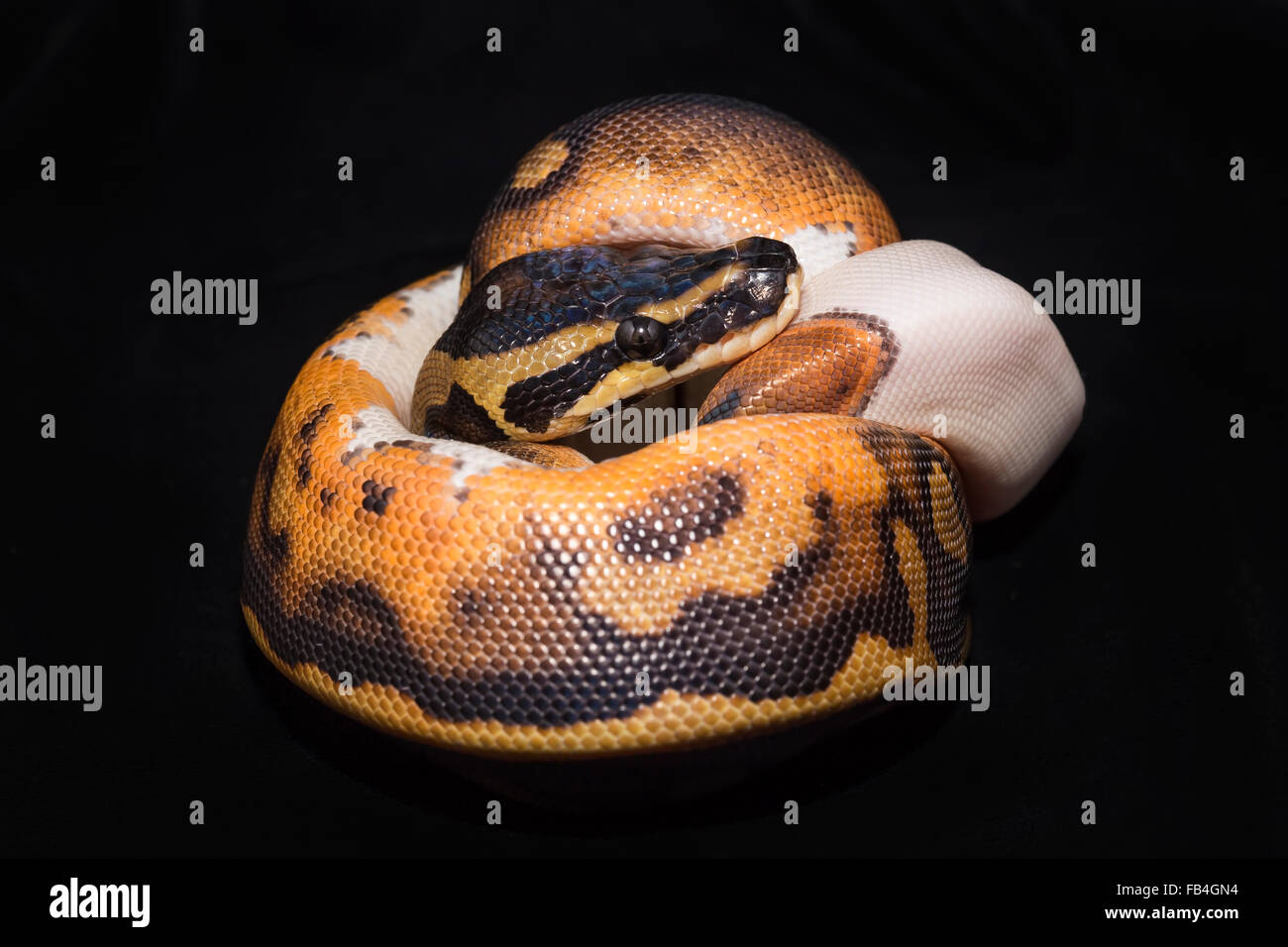 Royal background hi-res stock photography and images - Alamy