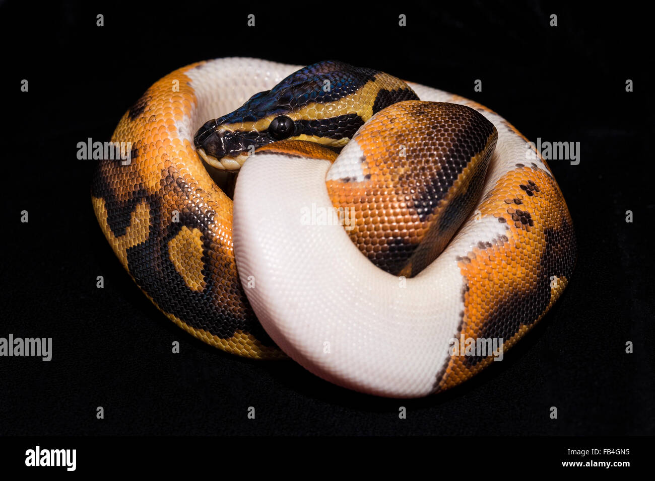 Royal Ball Python, Piebald color mutation. Isolated on black velvet ...