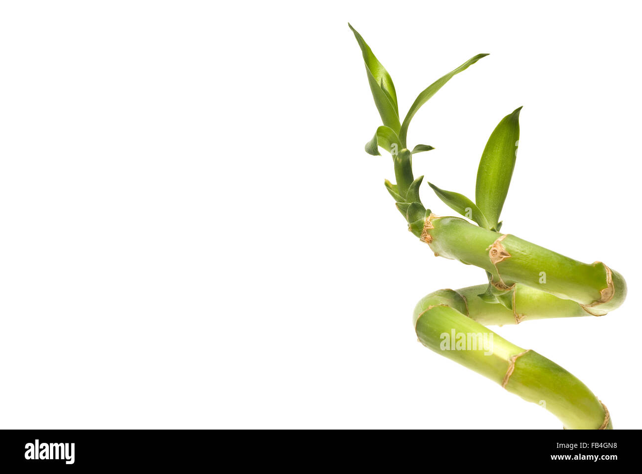 Bamboo shoot Cut Out Stock Images & Pictures - Alamy