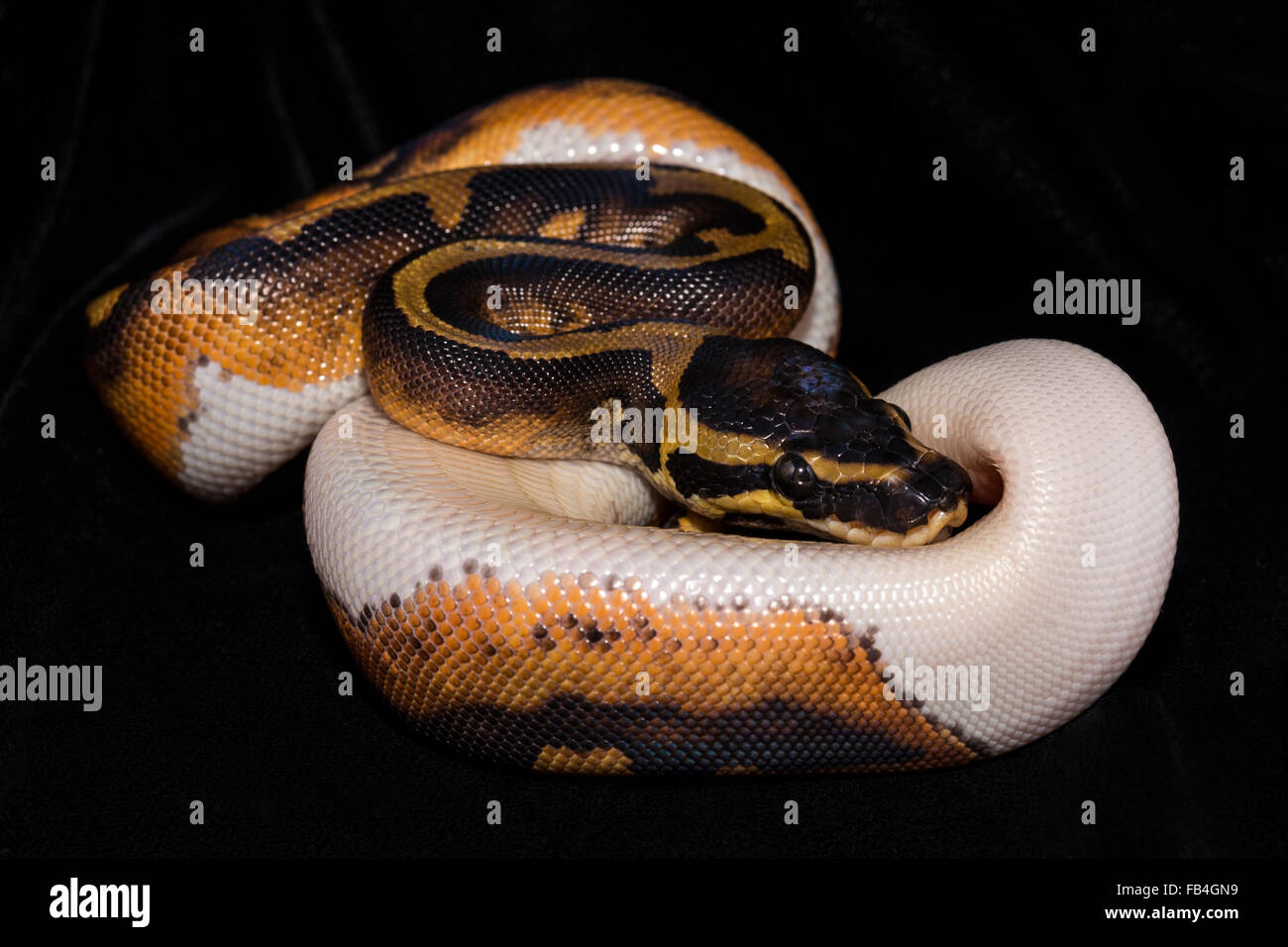 Royal Ball Python, Piebald color mutation. Isolated on black velvet ...