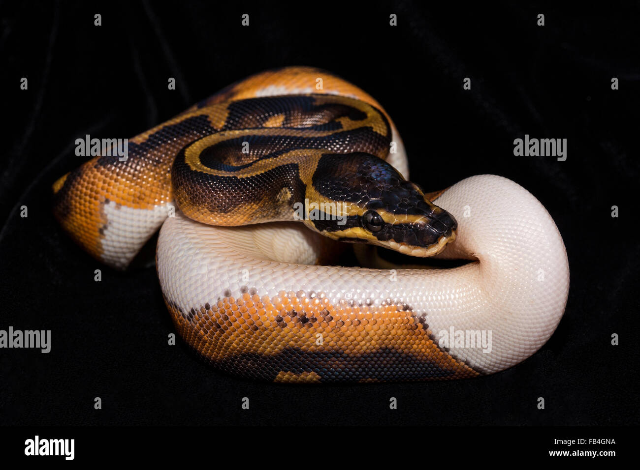 Royal Ball Python, Piebald color mutation. Isolated on black velvet ...