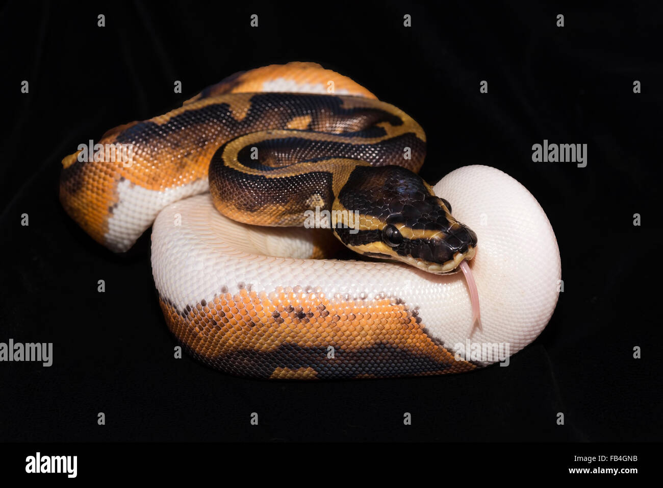 Royal Ball Python, Piebald color mutation. Isolated on black velvet ...