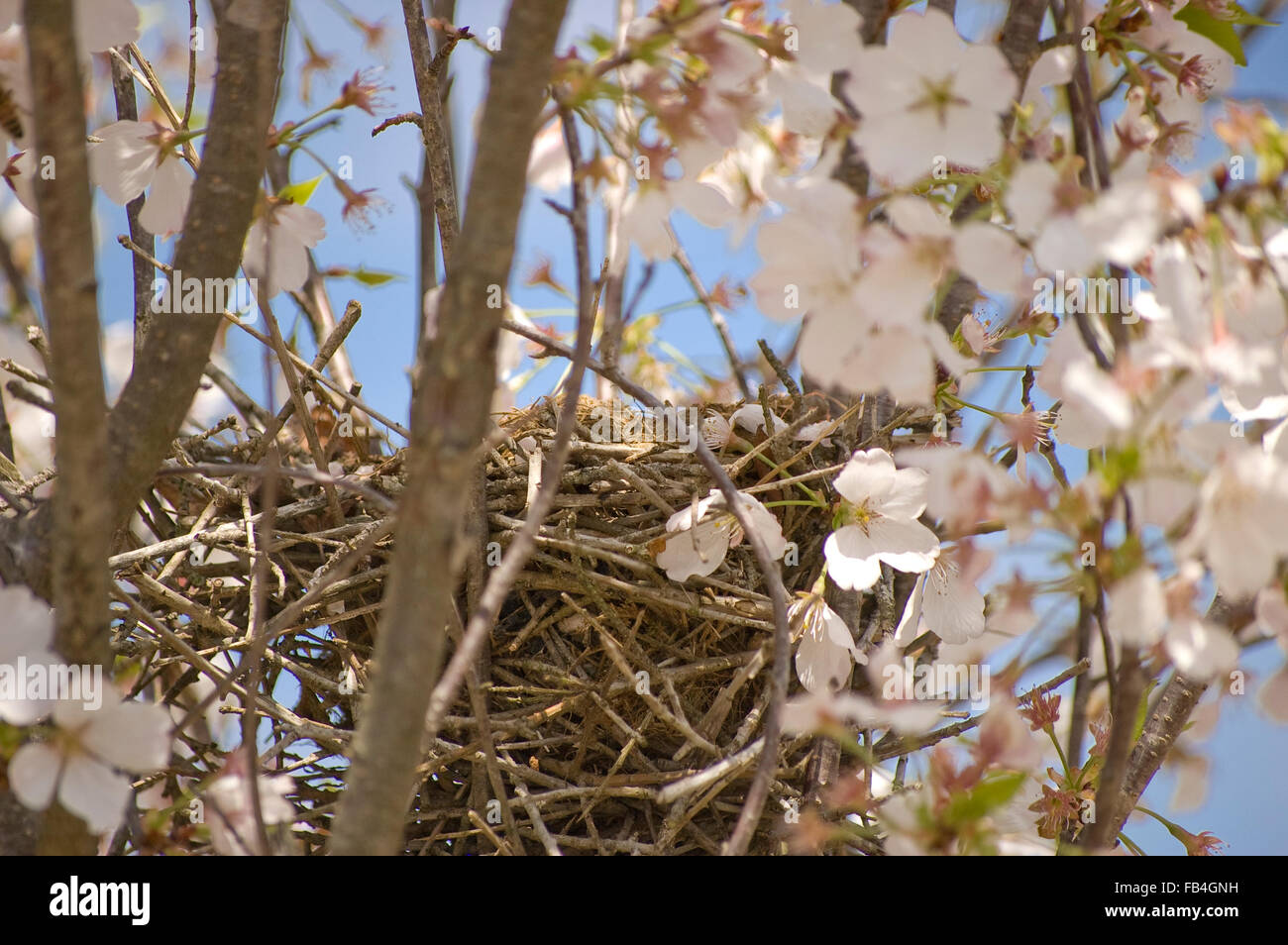 Nest with no bird hi-res stock photography and images - Alamy