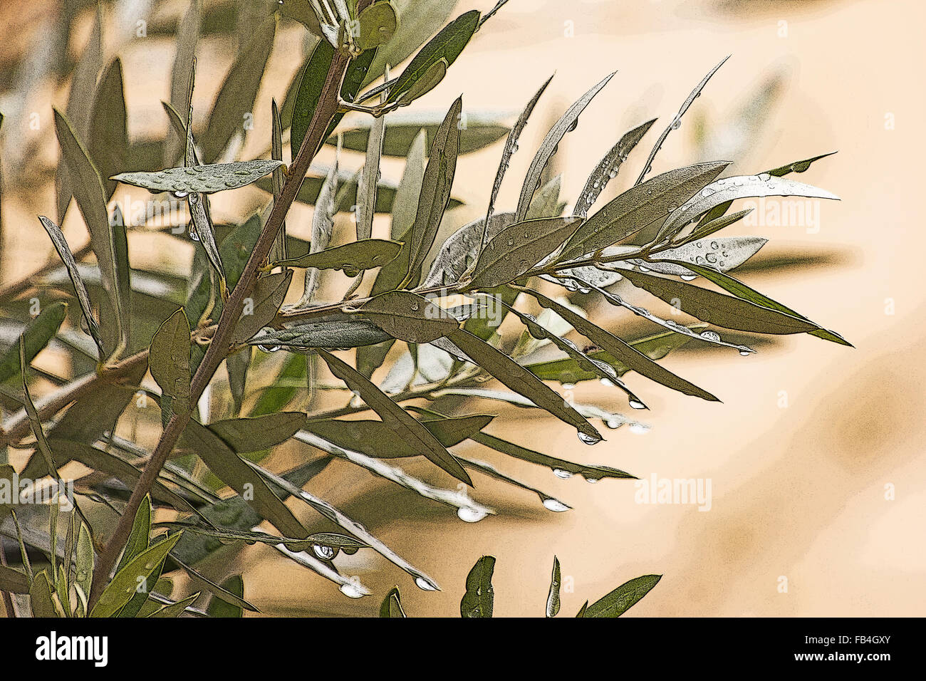 Olive tree branches (Olea europaea) and leaves Stock Photo - Alamy