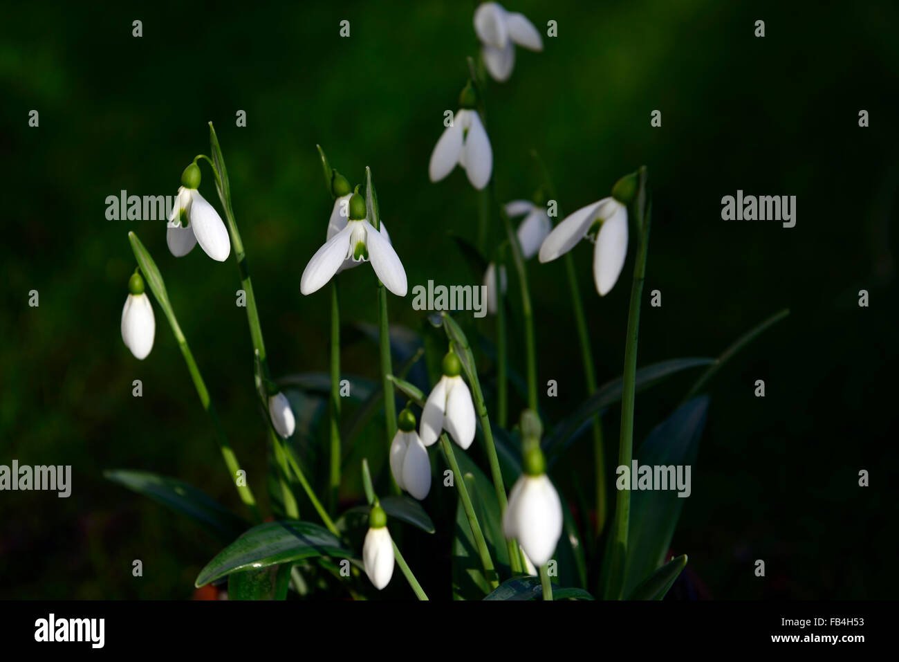 galanthus plicatus colossus snowdrop snowdrops plant portraits white ...