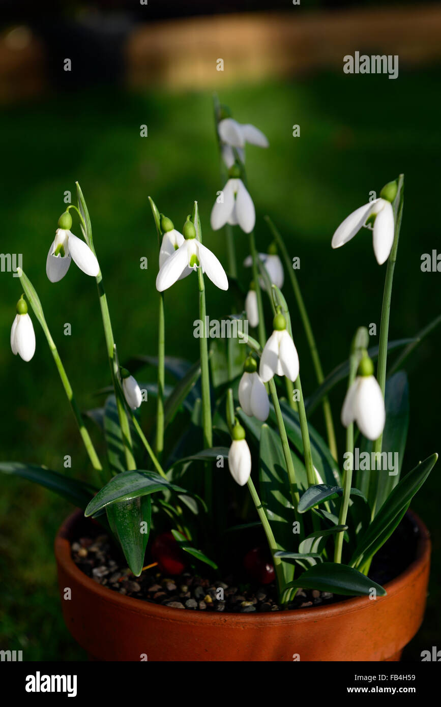Galanthus plicatus colossus snowdrop hi-res stock photography and ...