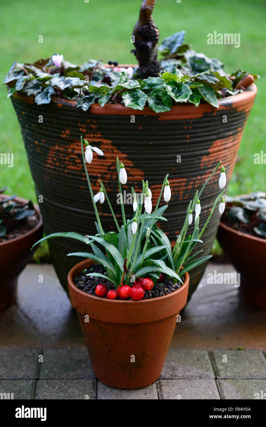 Galanthus plicatus colossus hi-res stock photography and images - Alamy